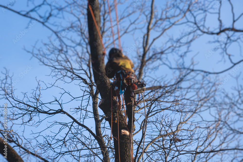 Arborist tree surgeon cutting and trimming tree branches with chainsaw ...