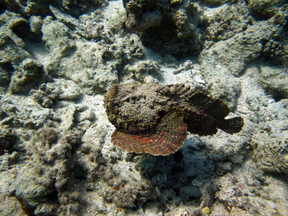 Stone fish - Synanceiidae. Ocean wart - this fish of the family ...