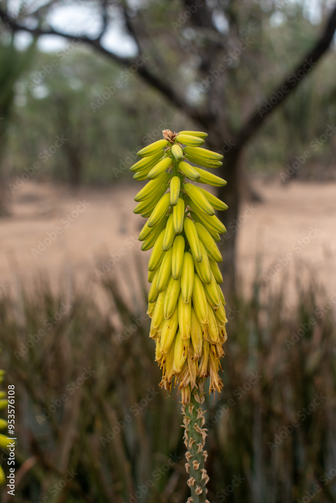 Foto de Stock Aloe, de nombre común áloe, sábila o acíbar, entre otros ...