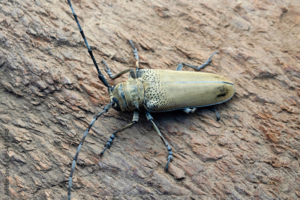 Longhorn beetles, also known as long-horned or longicorns, are a large ...