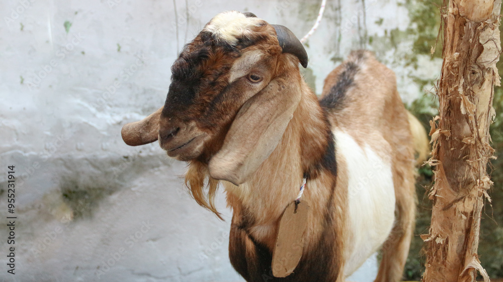 A goat at the sale of sacrificial goats ahead of the Eid al adha ...