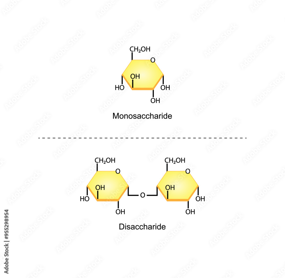 Differences Between Monosaccharide and Disaccharide. Glucose, Maltose ...