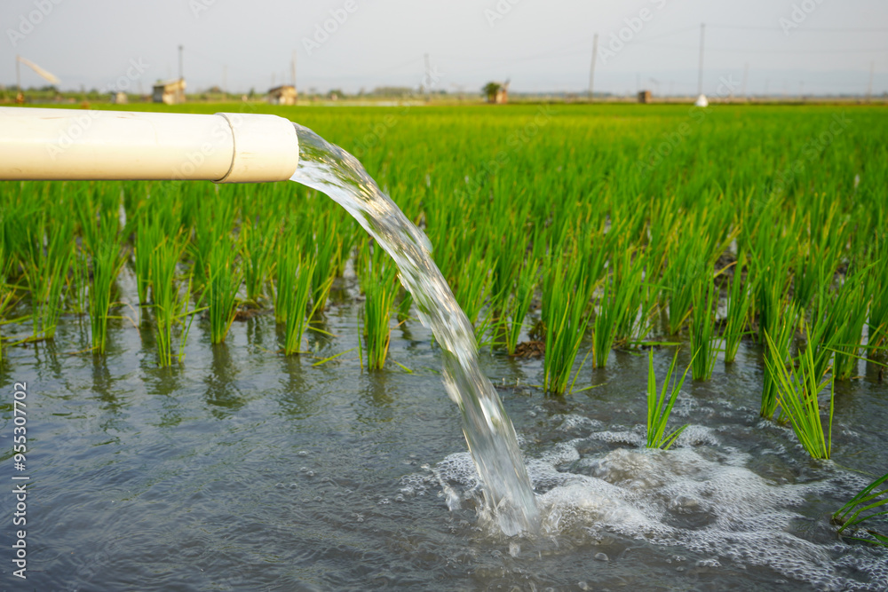 Irrigation of rice fields using pump wells with the technique of ...