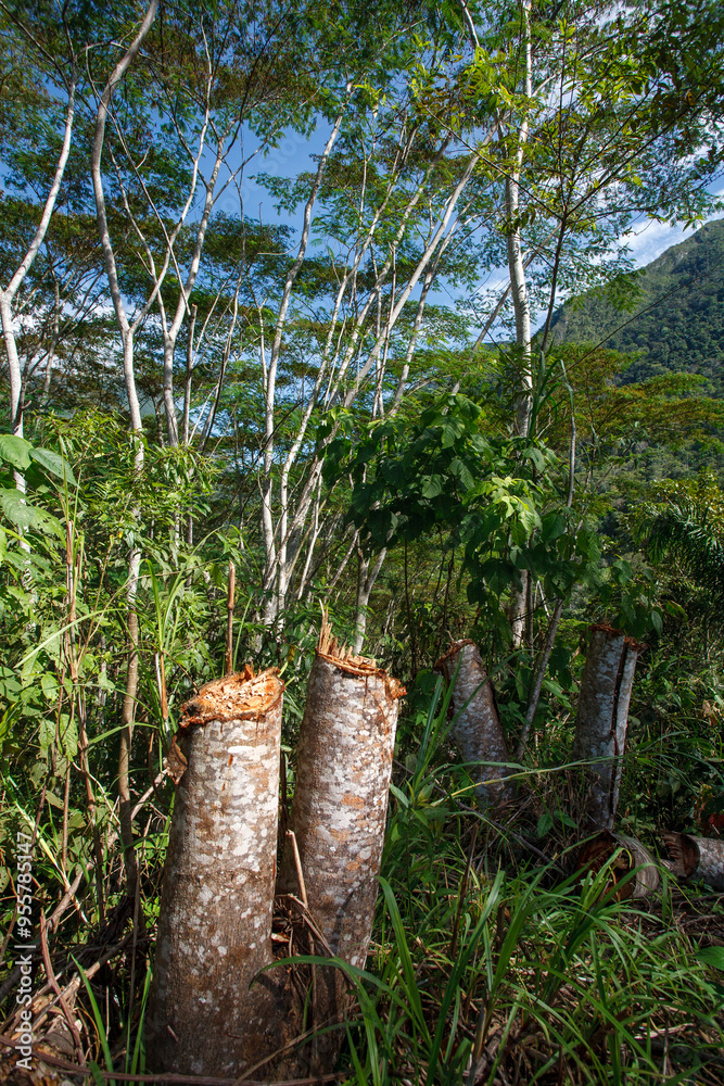 Deforestation in the Amazon Rainforest Stock Photo | Adobe Stock