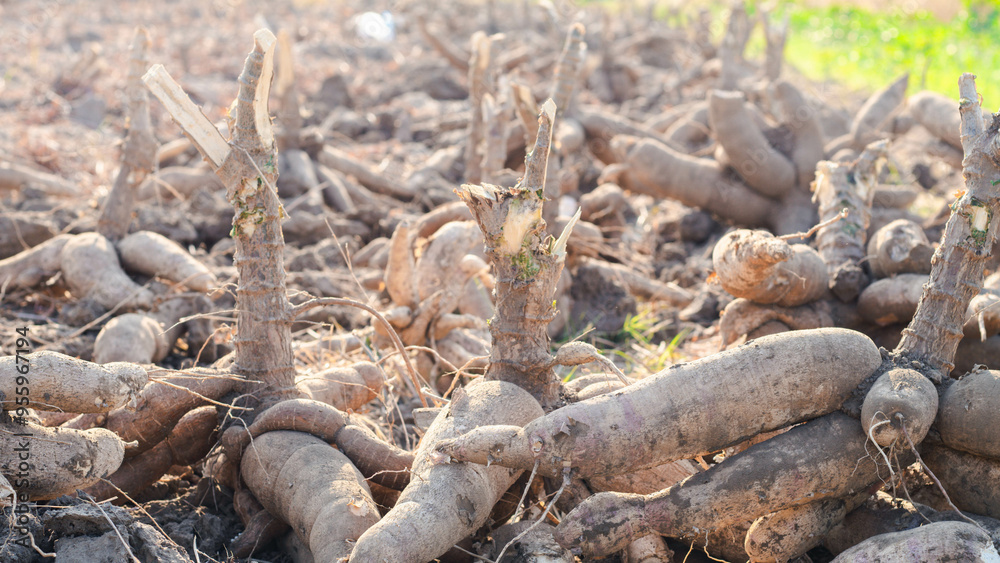 Agriculture is harvesting tapioca from cassava farms. Farmers are ...