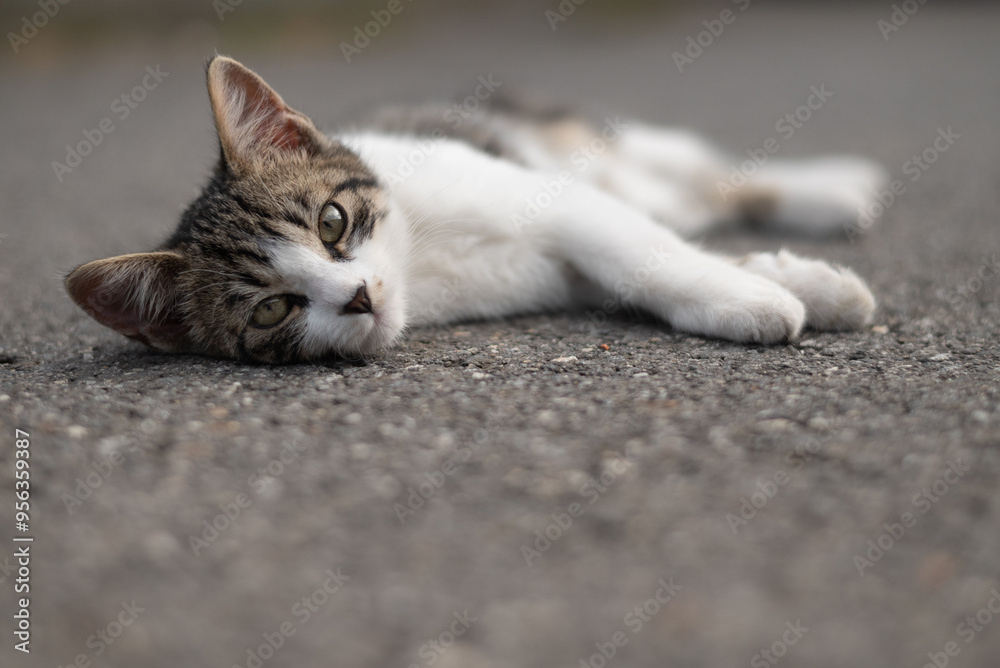 El gato está tumbado en la carretera mirándome Stock Photo | Adobe Stock