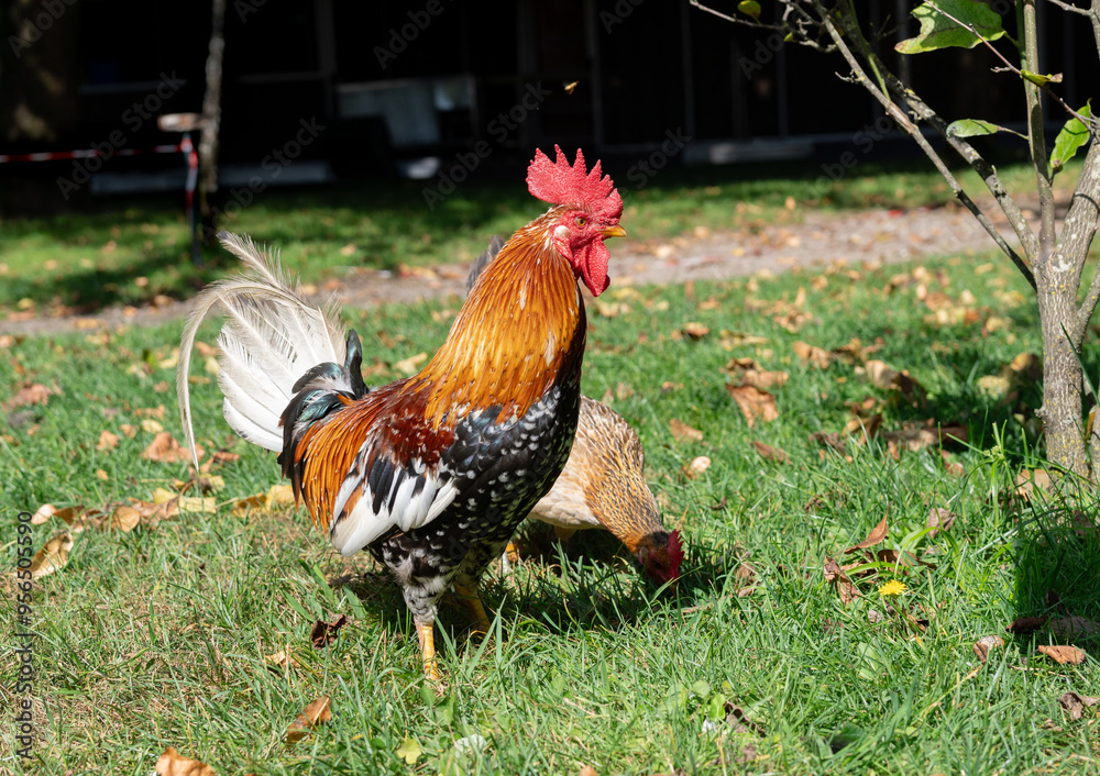 Rooster in the park in Porto's crystal palace. Standing and staring ...