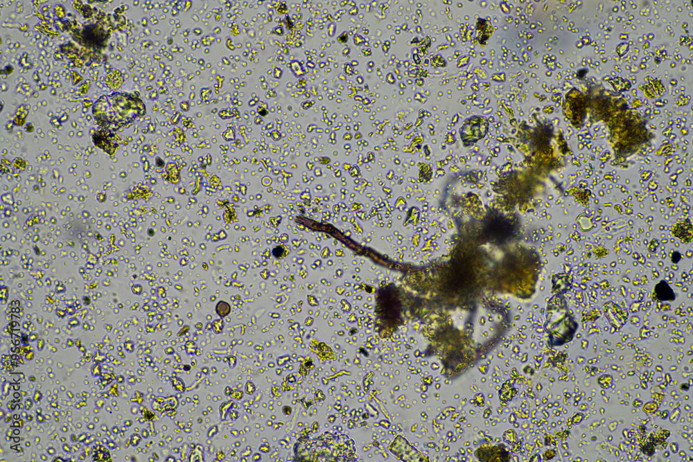 Soil under the microscopy, looking at sand, silt and clay and soil ...