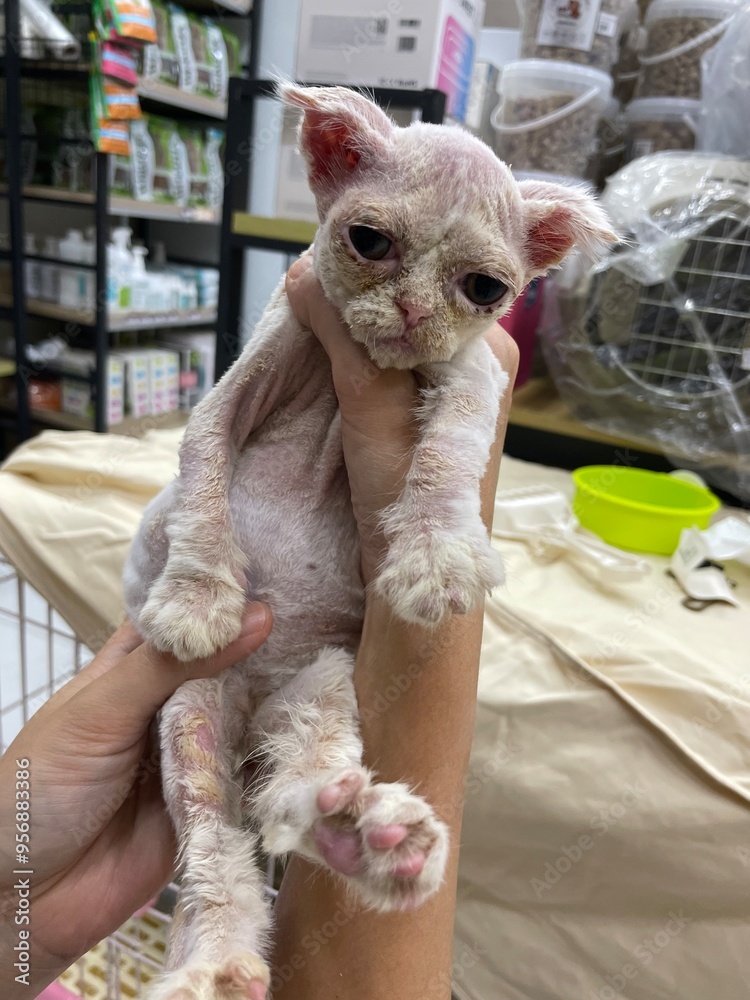 Bacterial Skin Infection Pyoderma Or Lichen On The Skin Of A Red Cat Cat With Skin Disease