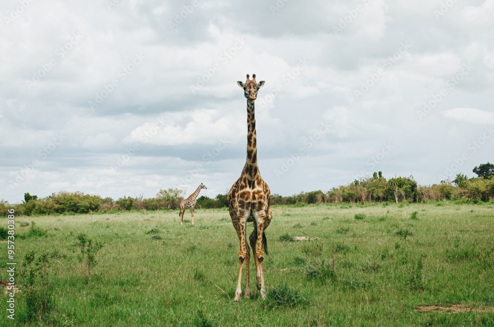 Family of giraffes walking through grasslands in Kenya, Africa ...