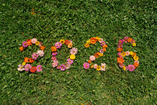 New Year 2026 Numbers Flowers Free Stock Photo - Public Domain Pictures