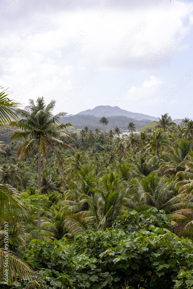 Dense tropical jungle filled with lush palm trees in a valley on the ...
