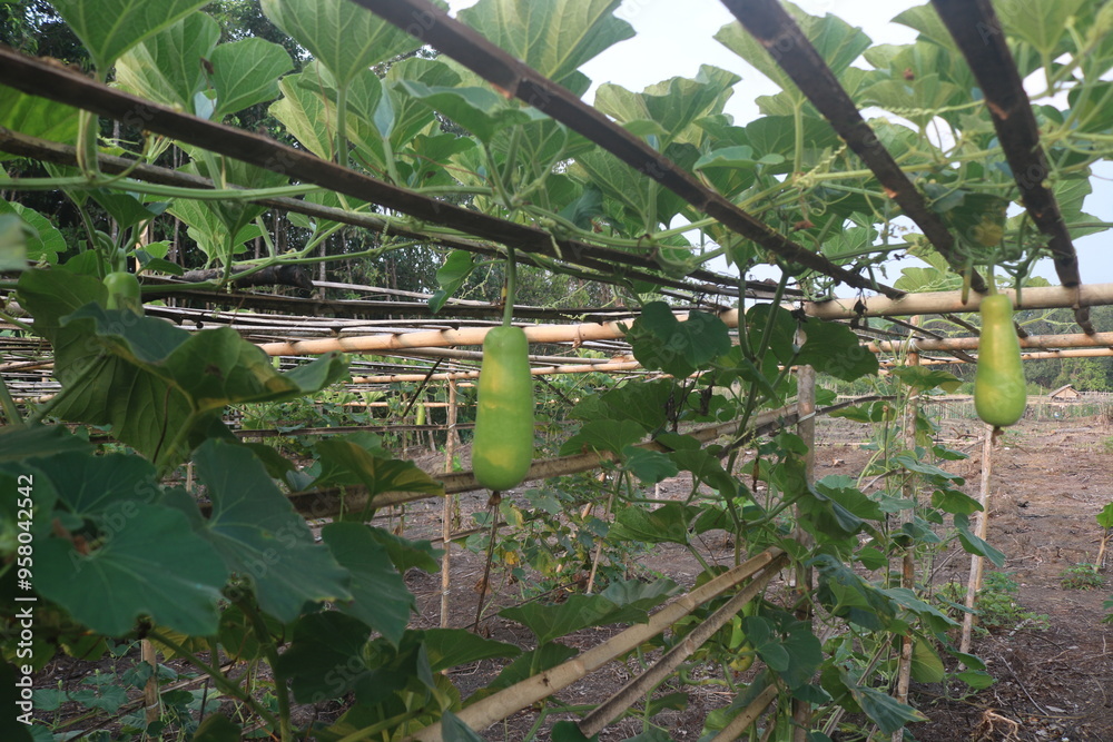 "Pumpkin Vegetable" in English is known as "bottle gourd" or "calabash ...