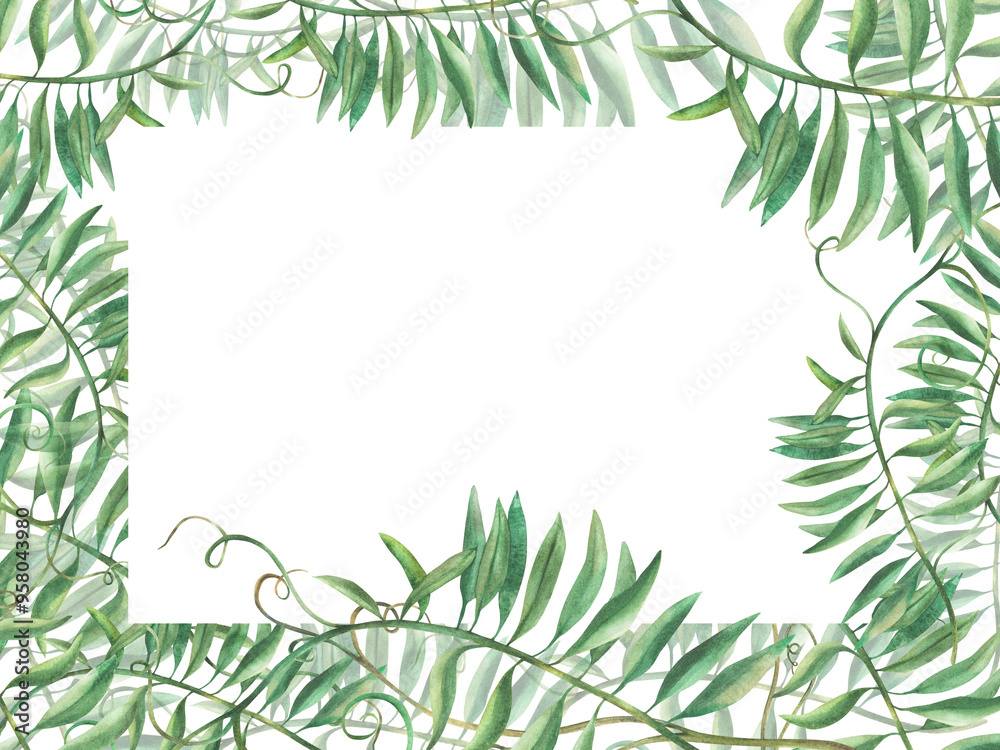Mouse pea flowerless banner. Wildflower climbing plan green twig frame ...