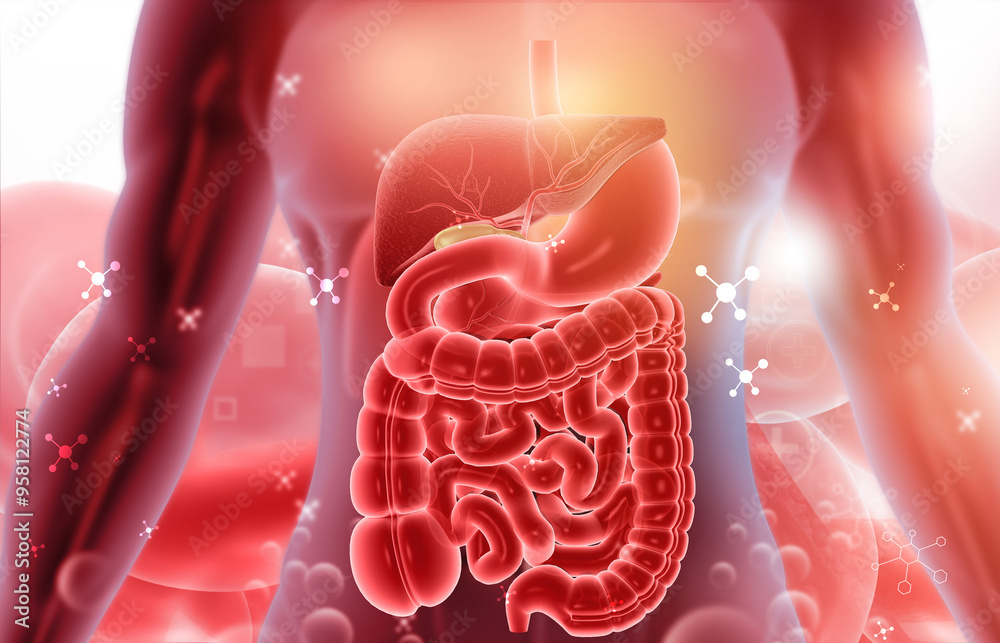 Human digestive system anatomy on scientific background. 3d ...