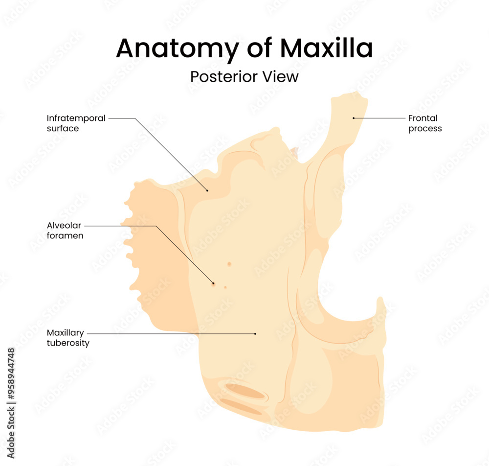 Anatomy of Maxilla Posterior View Stock Vector | Adobe Stock