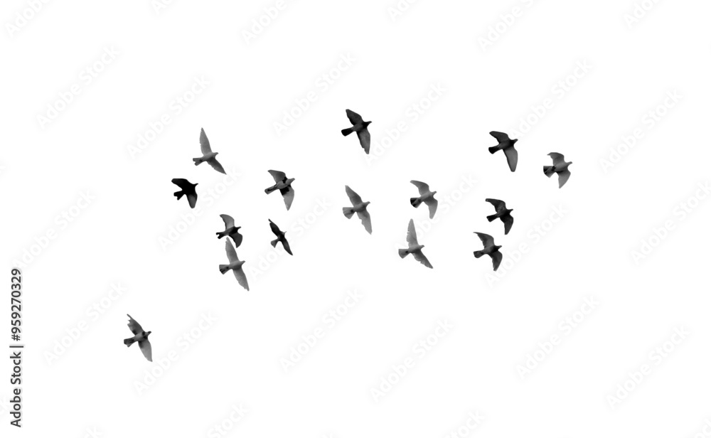 flock of pigeon flying PNG, flying birds PNG, pigeon isolated on white ...