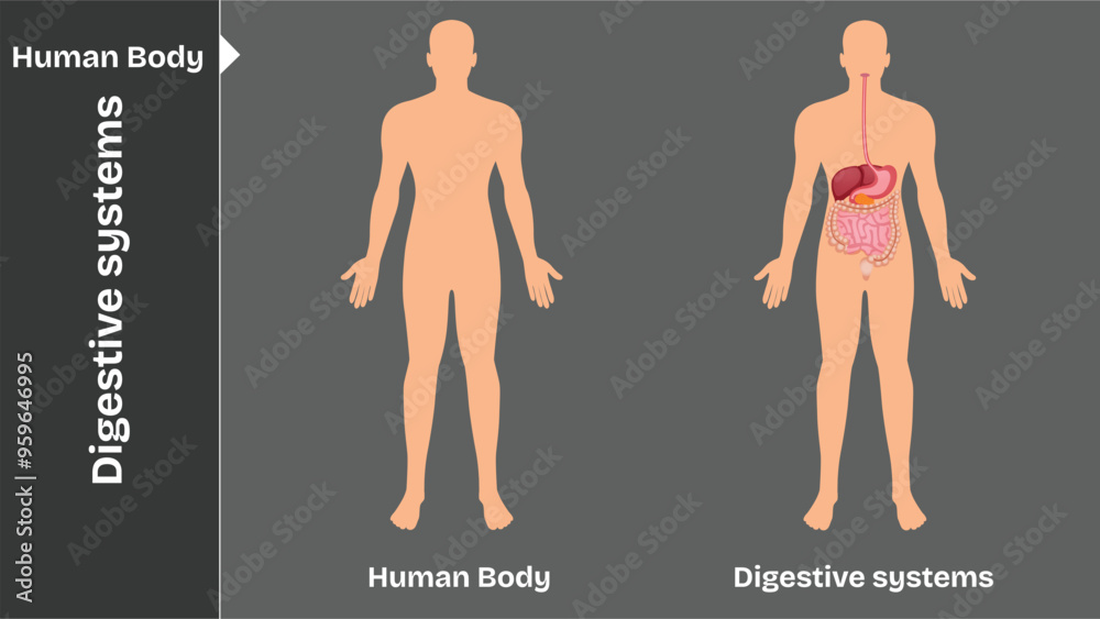 Digestive System, Human body internal organs circulatory nervous and ...