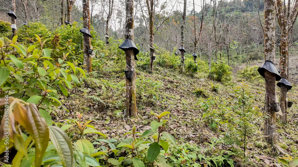 Rubber tree plantation in Southeast Asia showing rubber tapping process ...