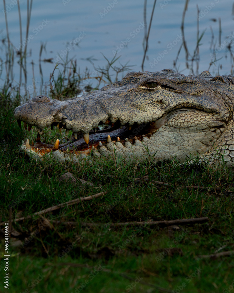 The mugger crocodile (Crocodylus palustris) is a medium-sized broad ...
