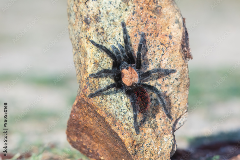 Golden Red Rump Tarantula (Brachypelma albiceps) Brachypelma albiceps ...