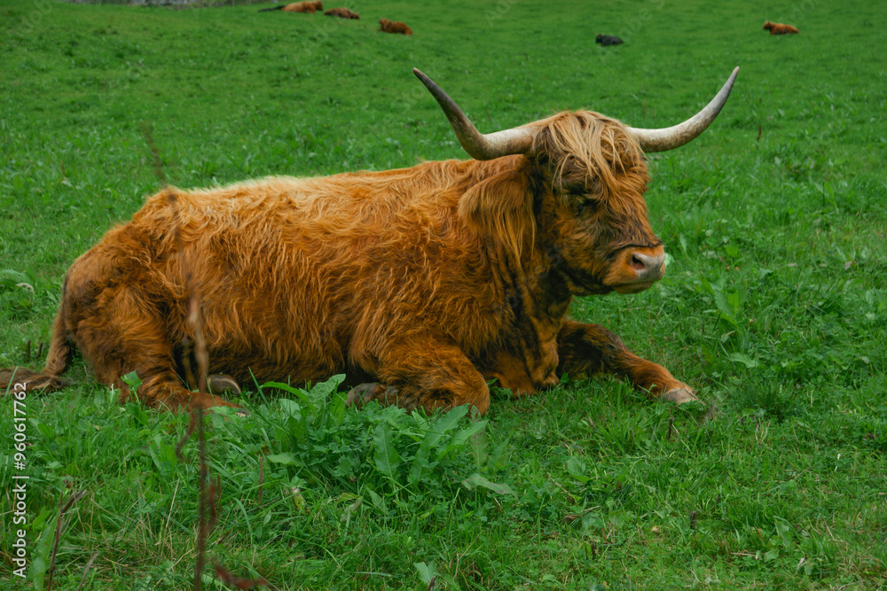 Highlands Cattle, famosas vacas peludas de las tierras altas o ...