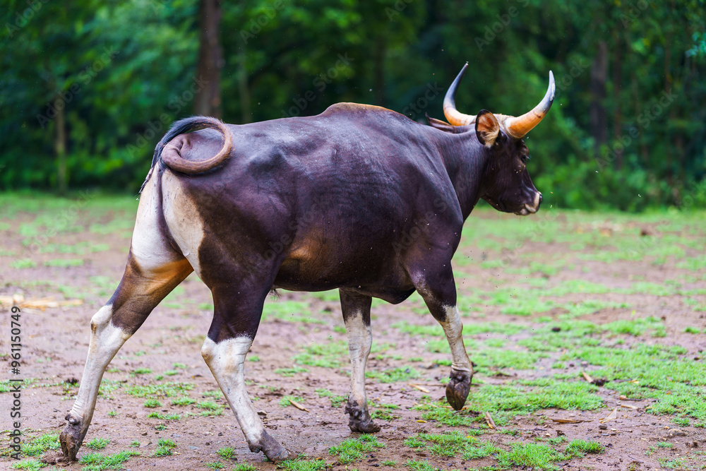 Yong Bos Javanicus, Banteng, Taurus, or Red Cow in the green natural ...