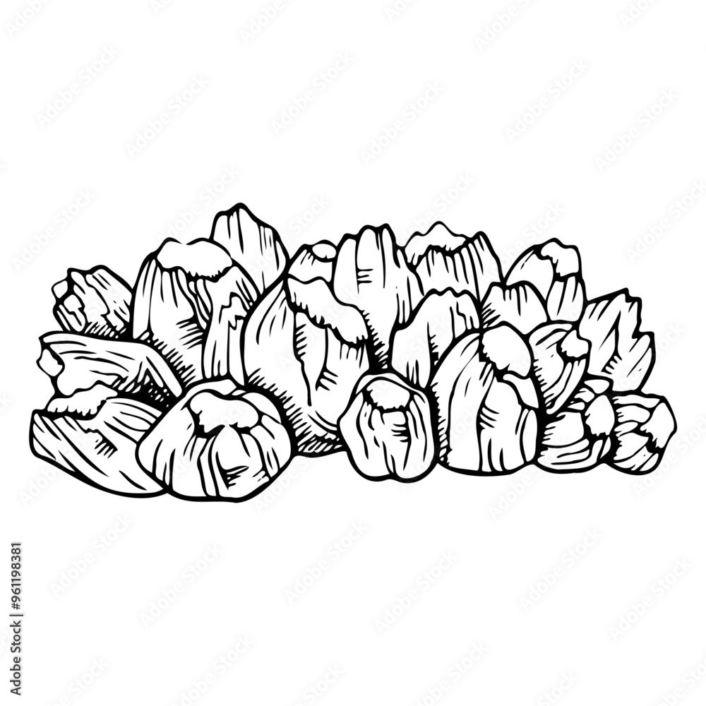 Barnacles shells ink vector illustration in black and white. Monochrome ...