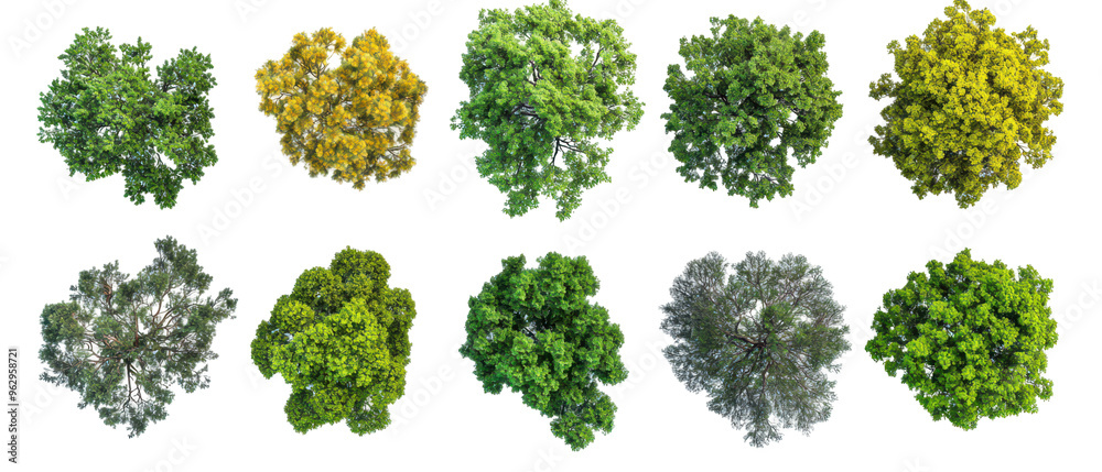 Top view, Set of diverse tree tops showcasing vibrant colors and ...