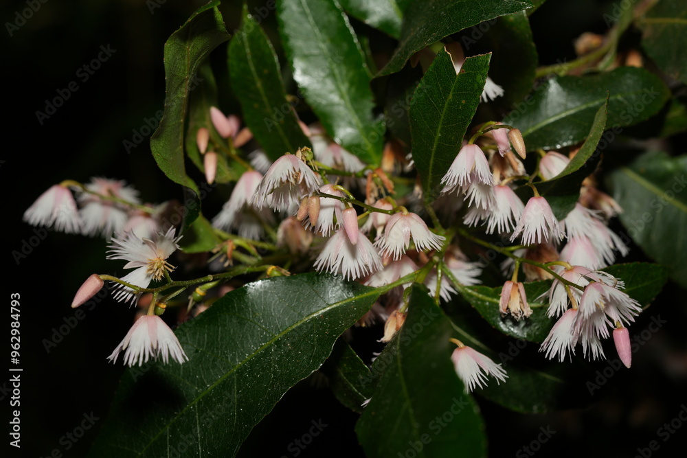 Elaeocarpus grandiflorus Sm., commonly known as the Fairy Petticoat or ...
