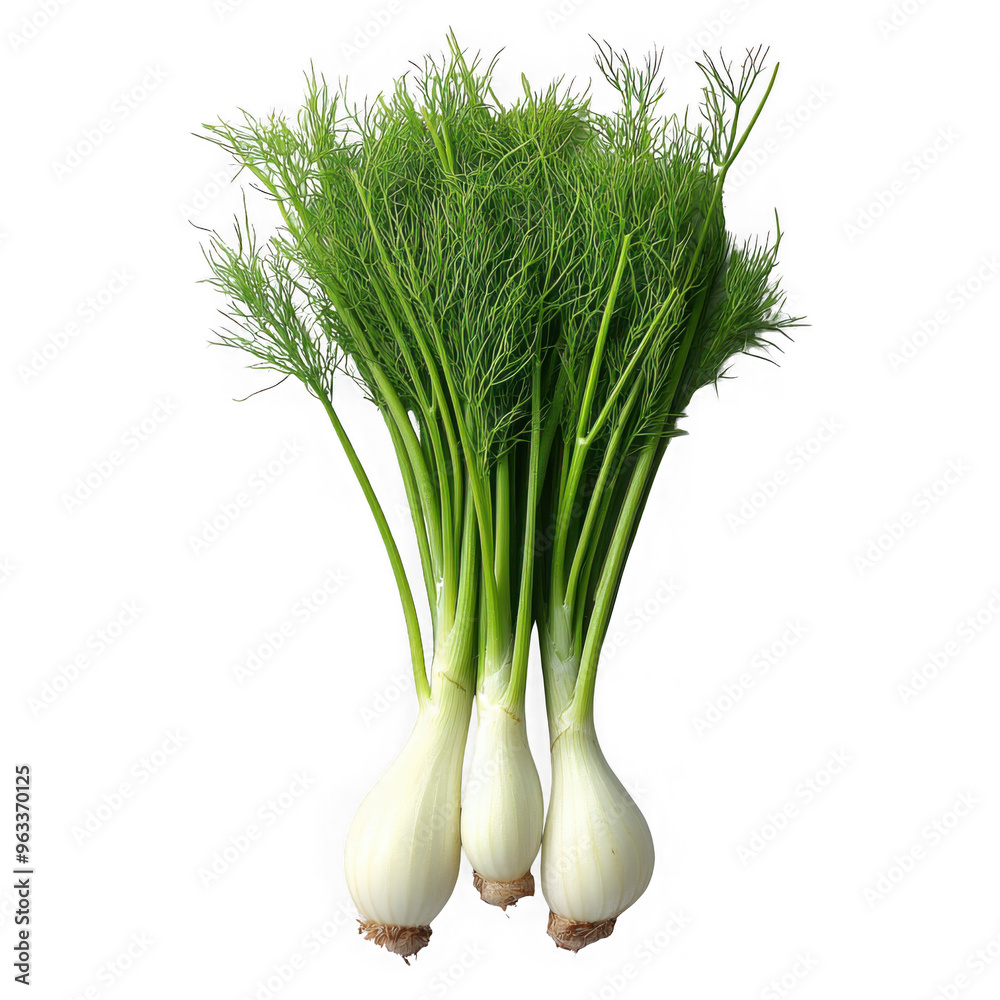 Fennel isolated on a transparent background png file no background png ...