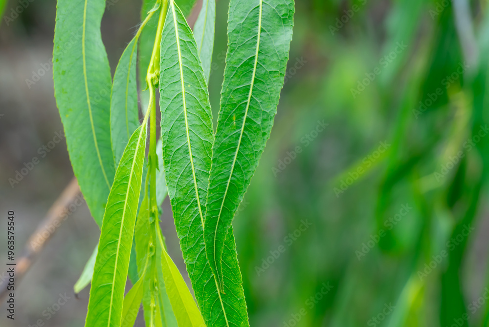 Green branches of weeping willow tree closeup. Texture leaves salix ...