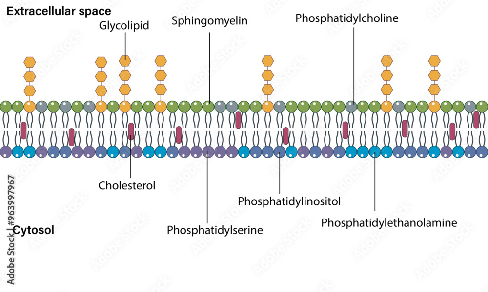 Illustration of Lipid Composition in Biological Membranes: A Detailed Diagram Showcasing Various ...