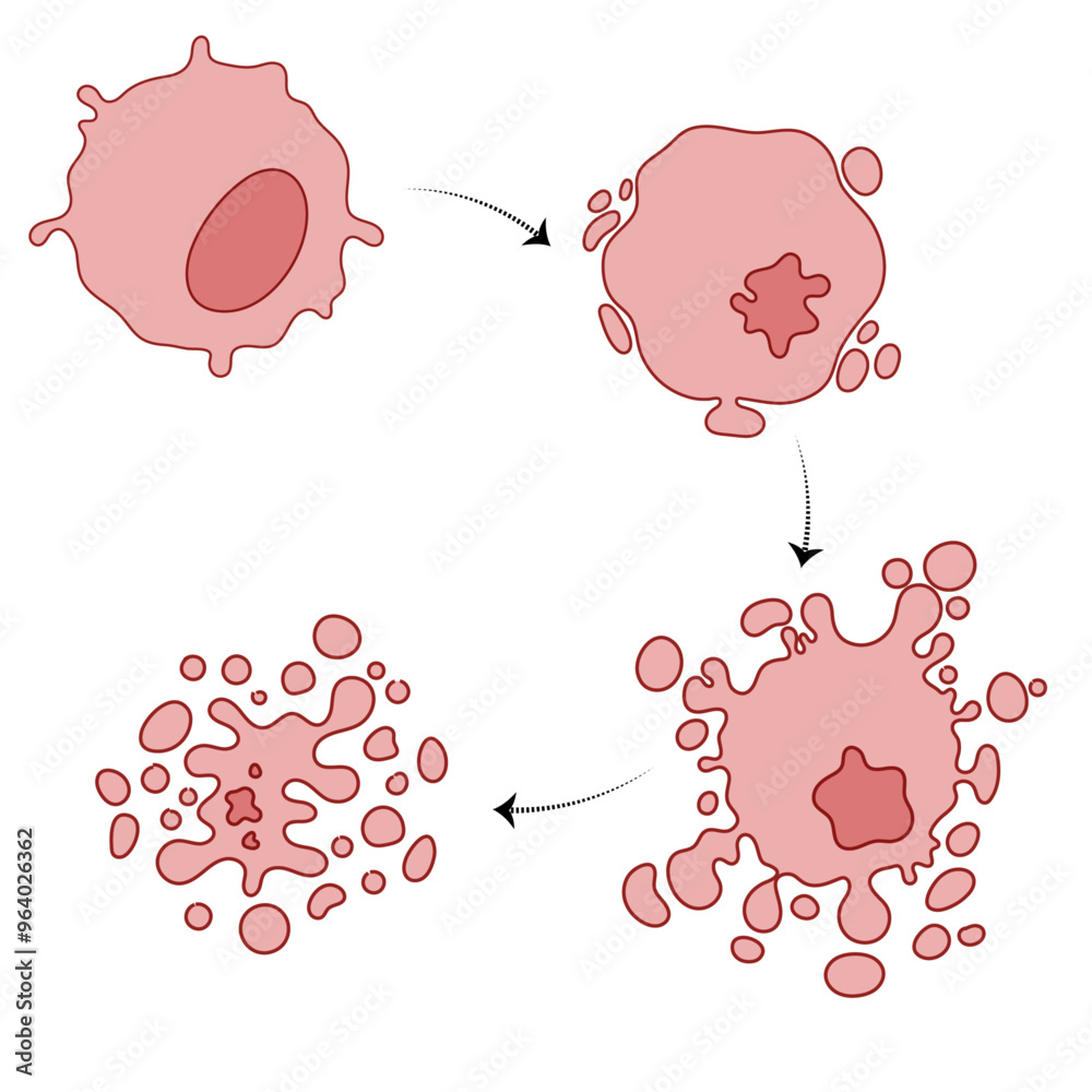 Stages of Apoptosis: A Detailed Vector Illustration with Labels ...
