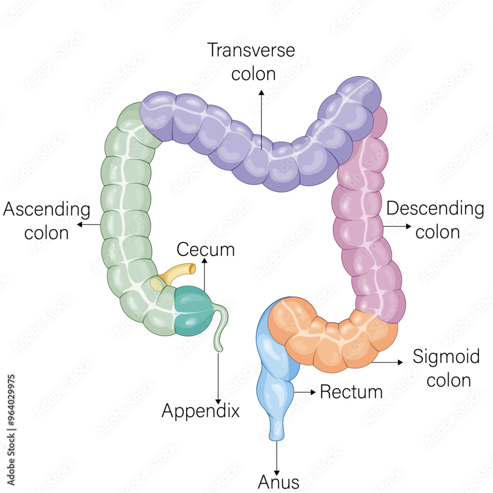 Vector de Stock Anatomical Illustration of the Large Intestine: A ...