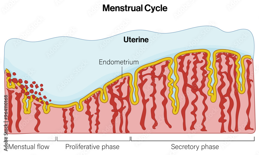 Detailed Illustration of Menstrual Cycle Phases with Endometrial ...