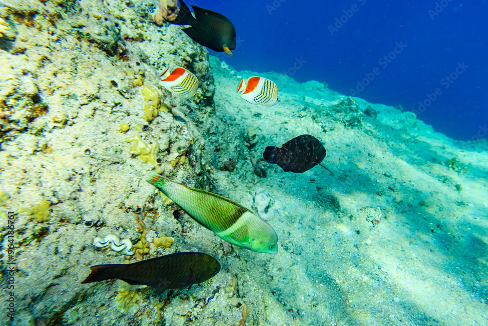 Colonies of the corals and tropical fishes at coral reef in Red sea Stock Photo | Adobe Stock