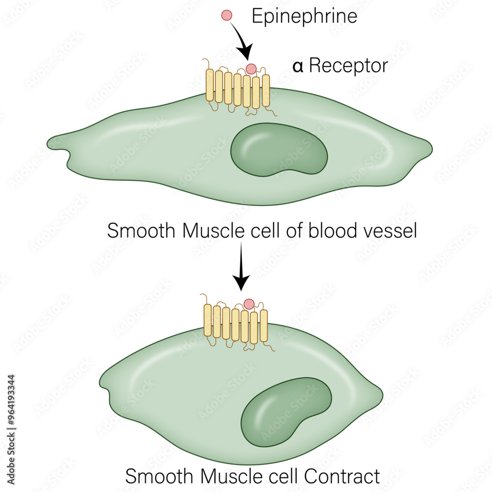 Smooth Muscle Cell Contraction Mechanism: Alpha Receptor Binding to Epinephrine and Its Role in ...