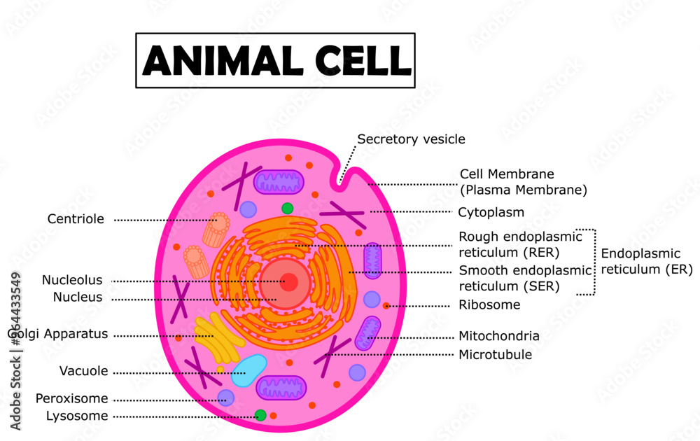 Animal Cell Structure Diagram.Anatomy or organelle.Science infographic ...