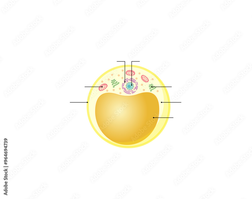 Fat cell structure. Adipocytes. Adipose tissue. Lipid droplets. Storing ...