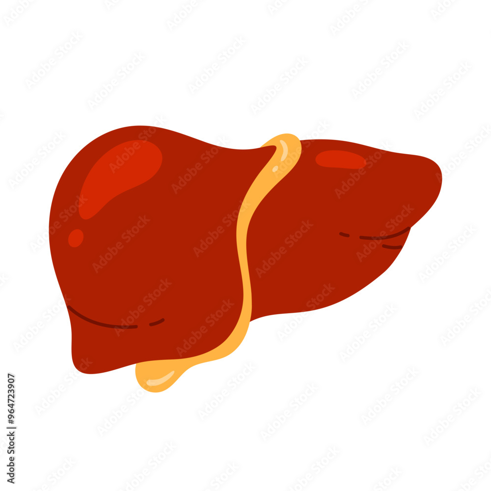 Human healthy liver. Hepatic system organ. Internal metabolic organ ...