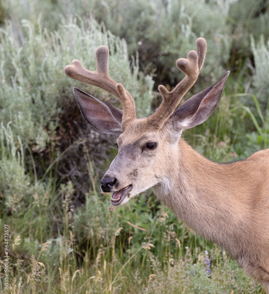 Deer Diary Stock Photo | Adobe Stock