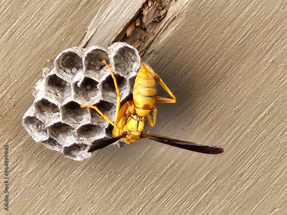 Paper wasp on nest with eggs in cells Stock Photo | Adobe Stock