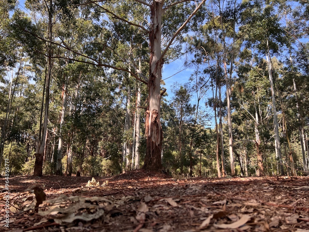 trees in the forest, trunk and wood, troncos y madera en bosque nativo ...