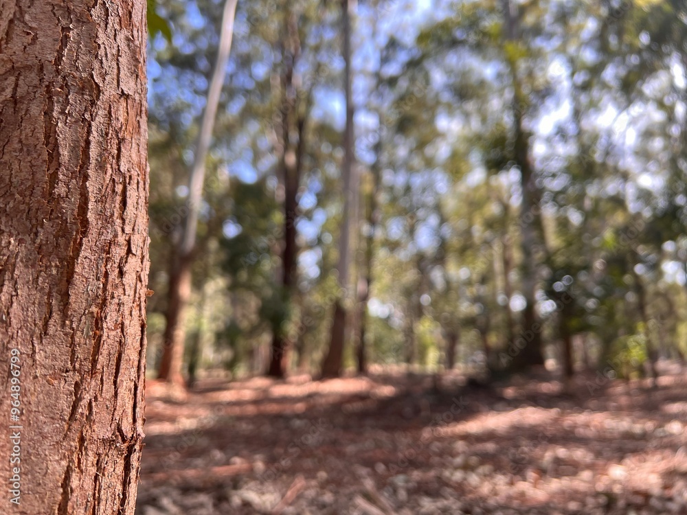 Wood tree in the forest, madera y tronco de árbol en Tranquila tarde en ...