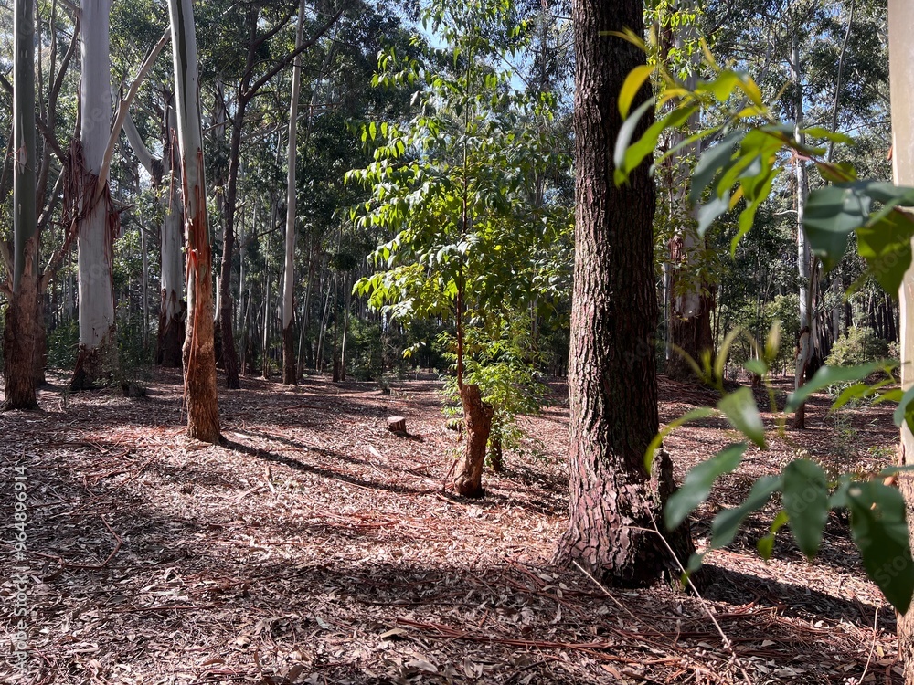 trees in the forest, en bosque nativo de eucalipto. Arboles y ...
