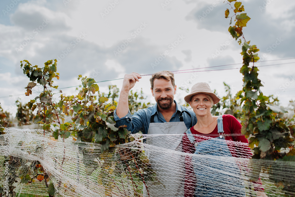 Married couple, owners of vineyard hand-picking grapes from grapevine. Manual grape harvesting ...