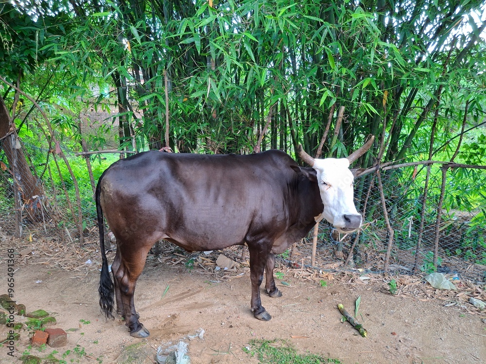 ox : An ox is a domesticated large bovine animal, often used for draft ...