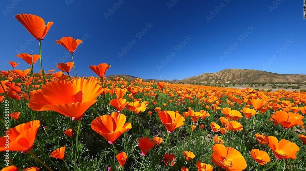 A breathtaking field of bright orange California poppies in full super ...
