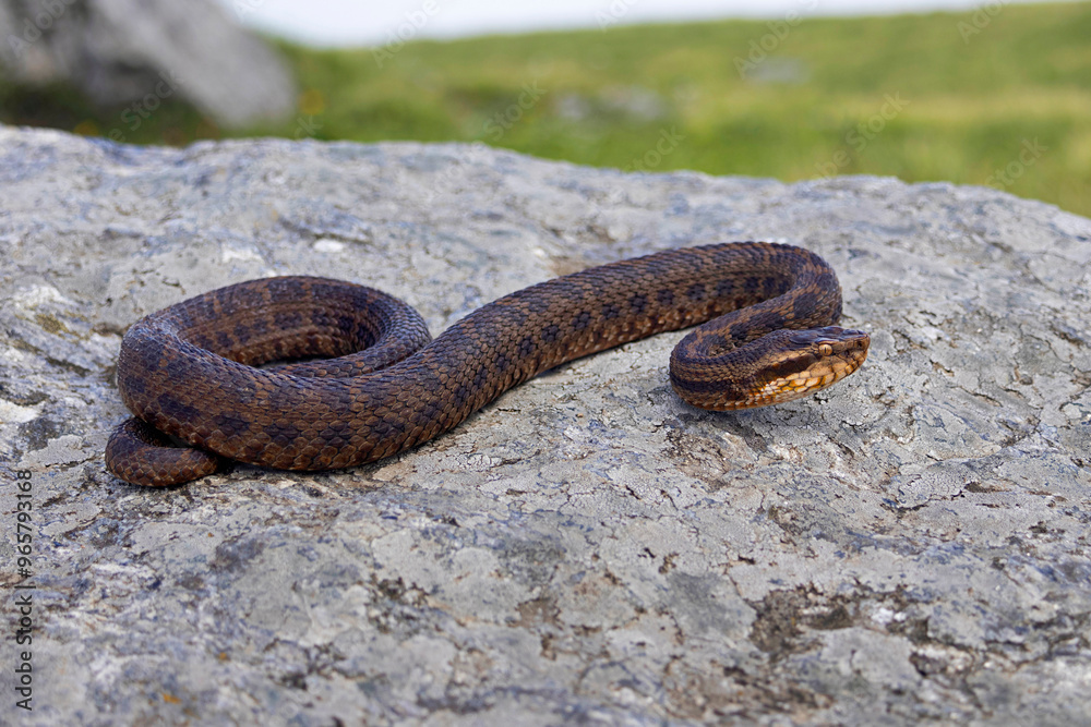 Gloydius himalayanus also known as the Himalayan pit viper or the ...